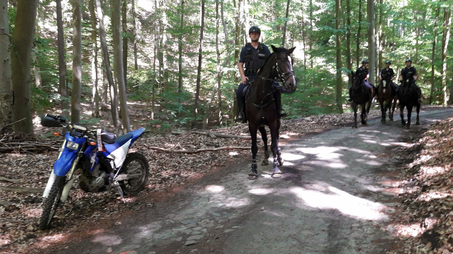 Zdjęcia: straz lesna na koniach - Szczecin oblawa na motocyklistow ...